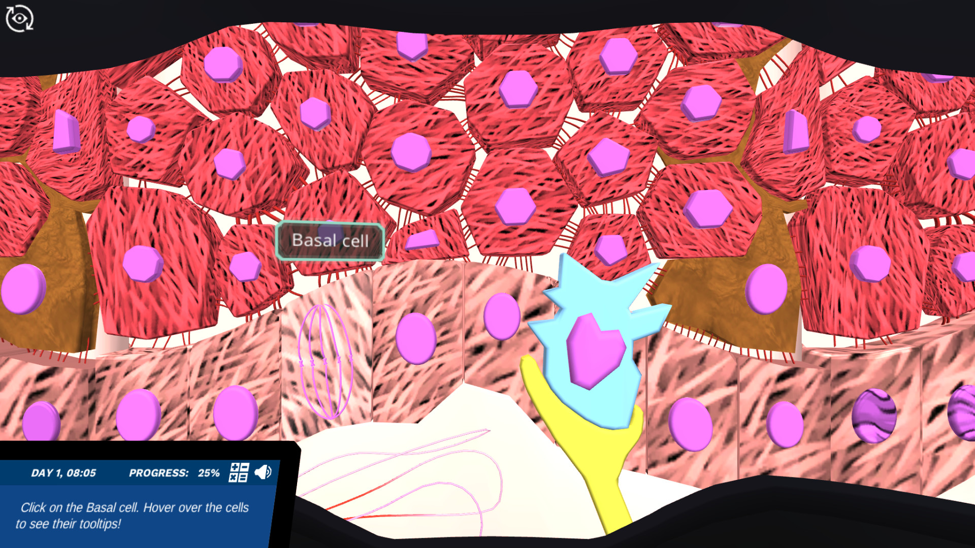 Skin Layers and Organ Anatomy: Follow a skin cell’s journey! | Labster ...