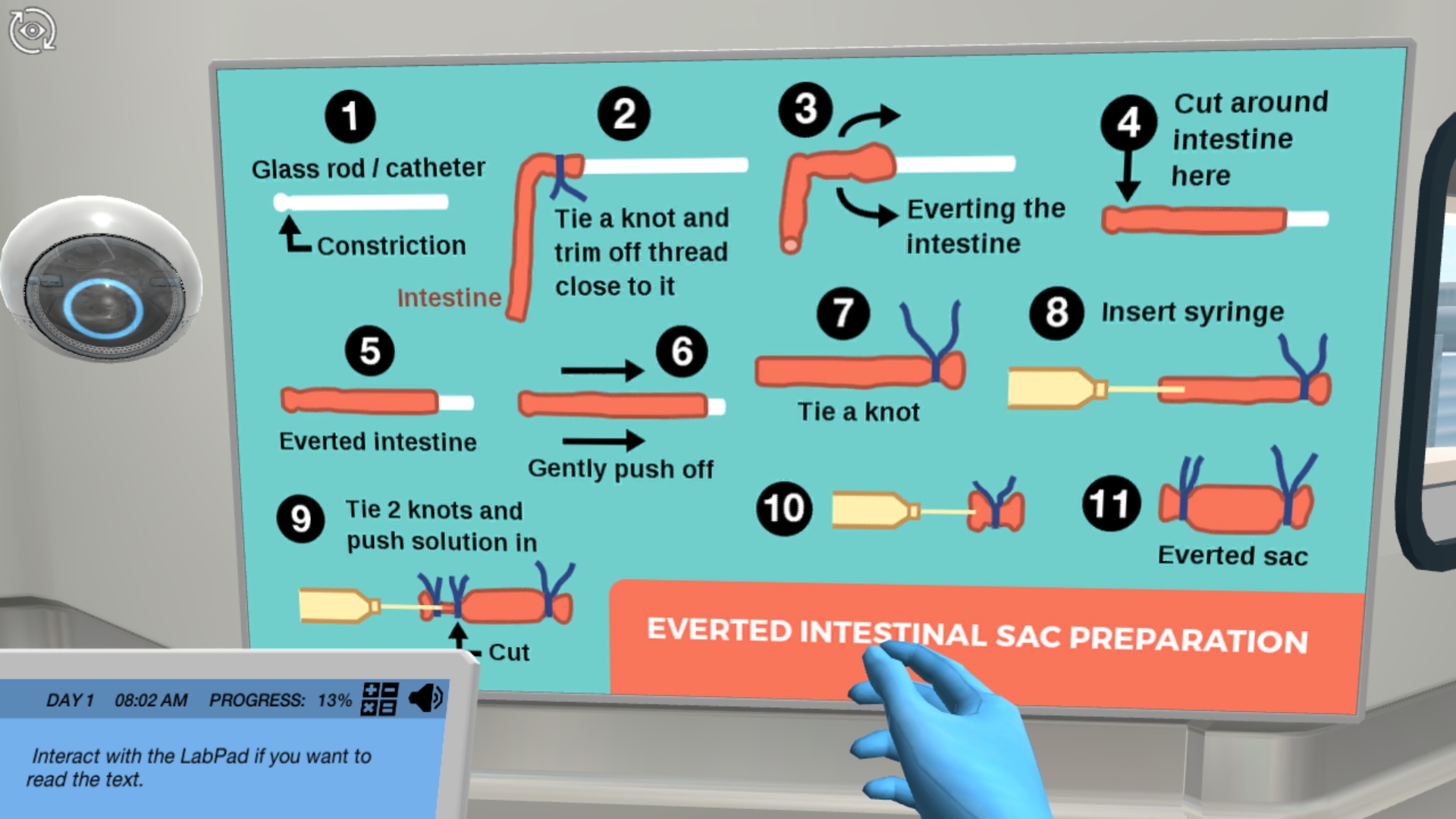Intestinal Glucose Transport: Study a mouse intestine for diagnosis ...