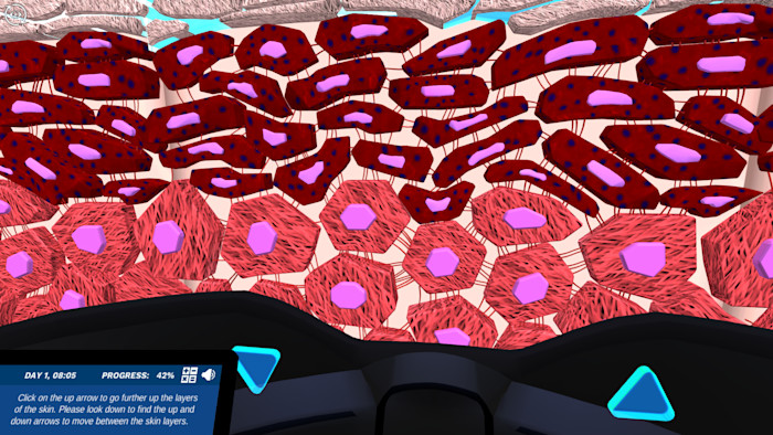Skin Layers and Organ Anatomy: Follow a skin cell’s journey! | Labster ...