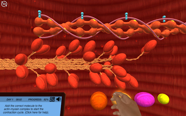 Muscle tissues: An overview | Labster Virtual Labs
