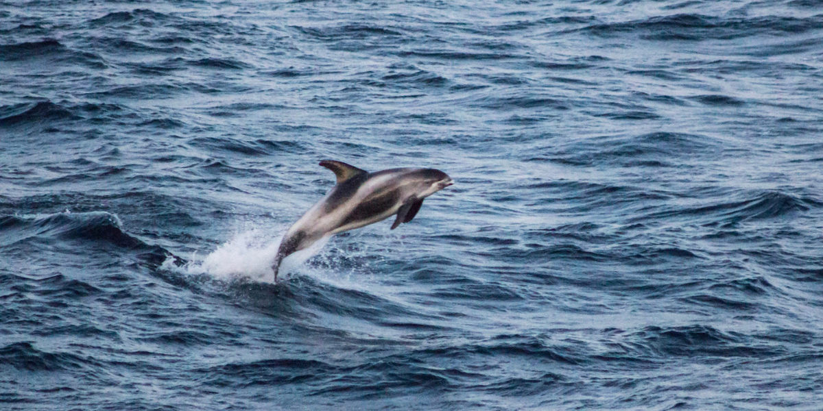 ORCA season so far | Blog | DFDS