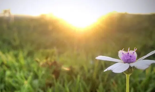 Allergies & Pollen Count | RHINOCORT® Australia