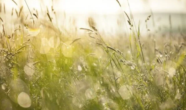 Allergies & Pollen Count | RHINOCORT® Australia