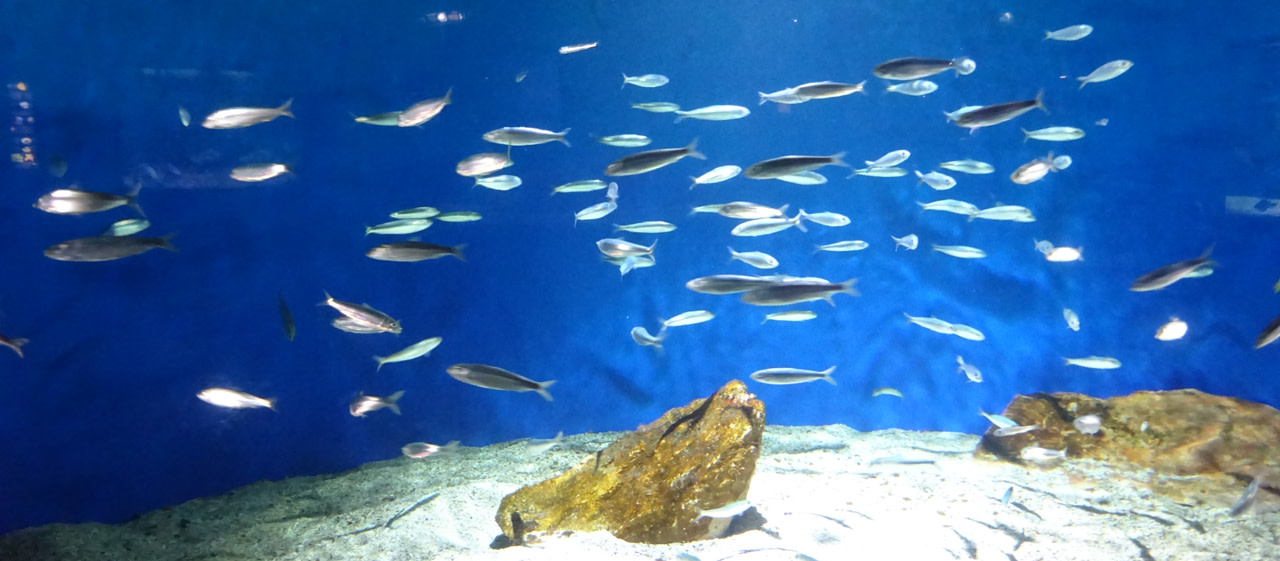 L'aquarium de La Rochelle, un voyage grandeur nature dans les océans du ...