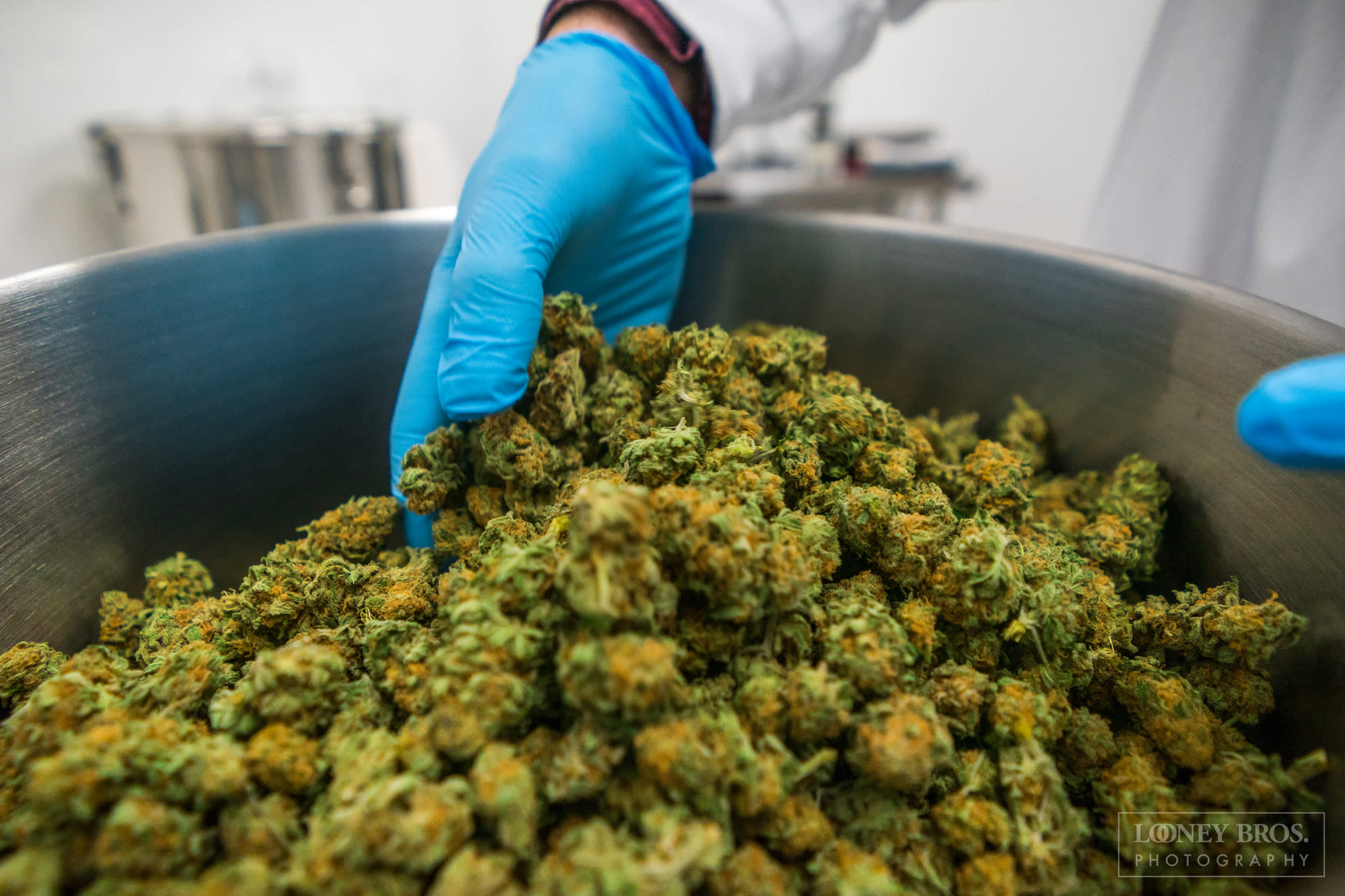 BTS: Cannabis bud shots | Looney Bros. Photography