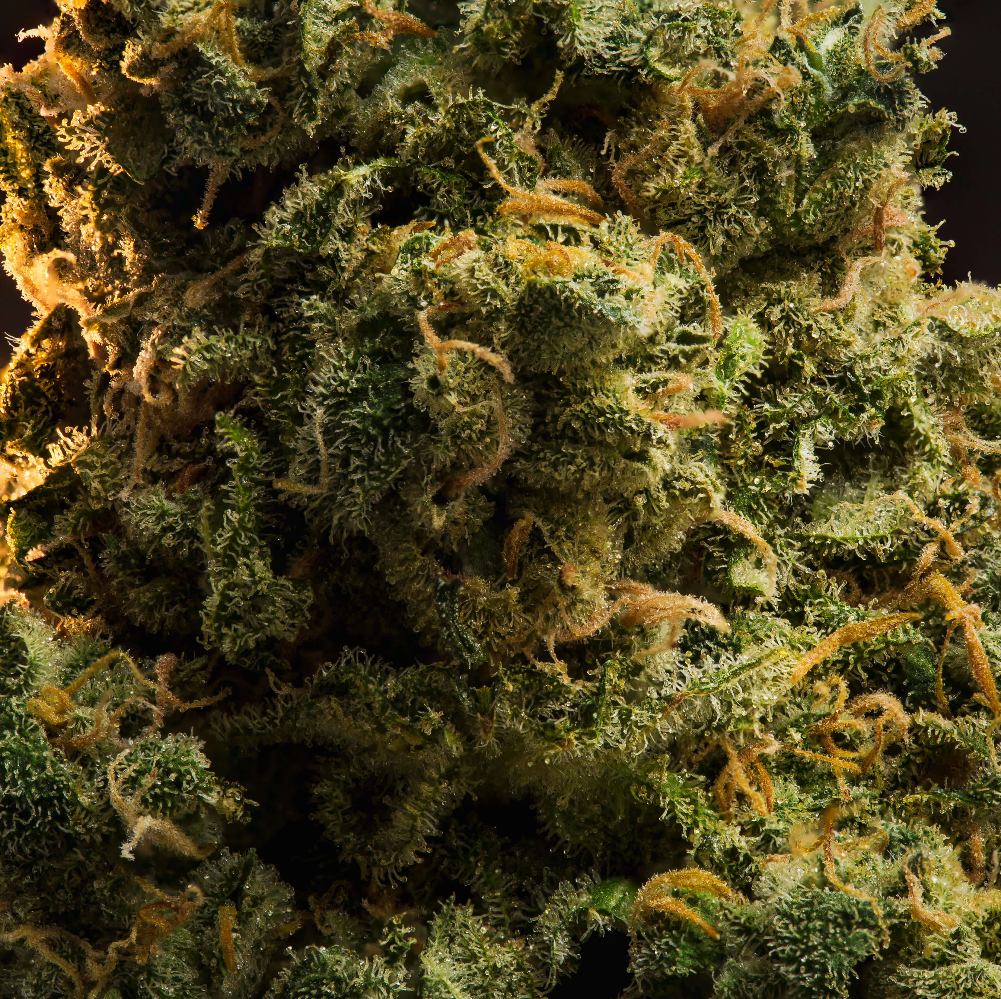 Product photography: Cannabis bud shots | Looney Bros. Photography