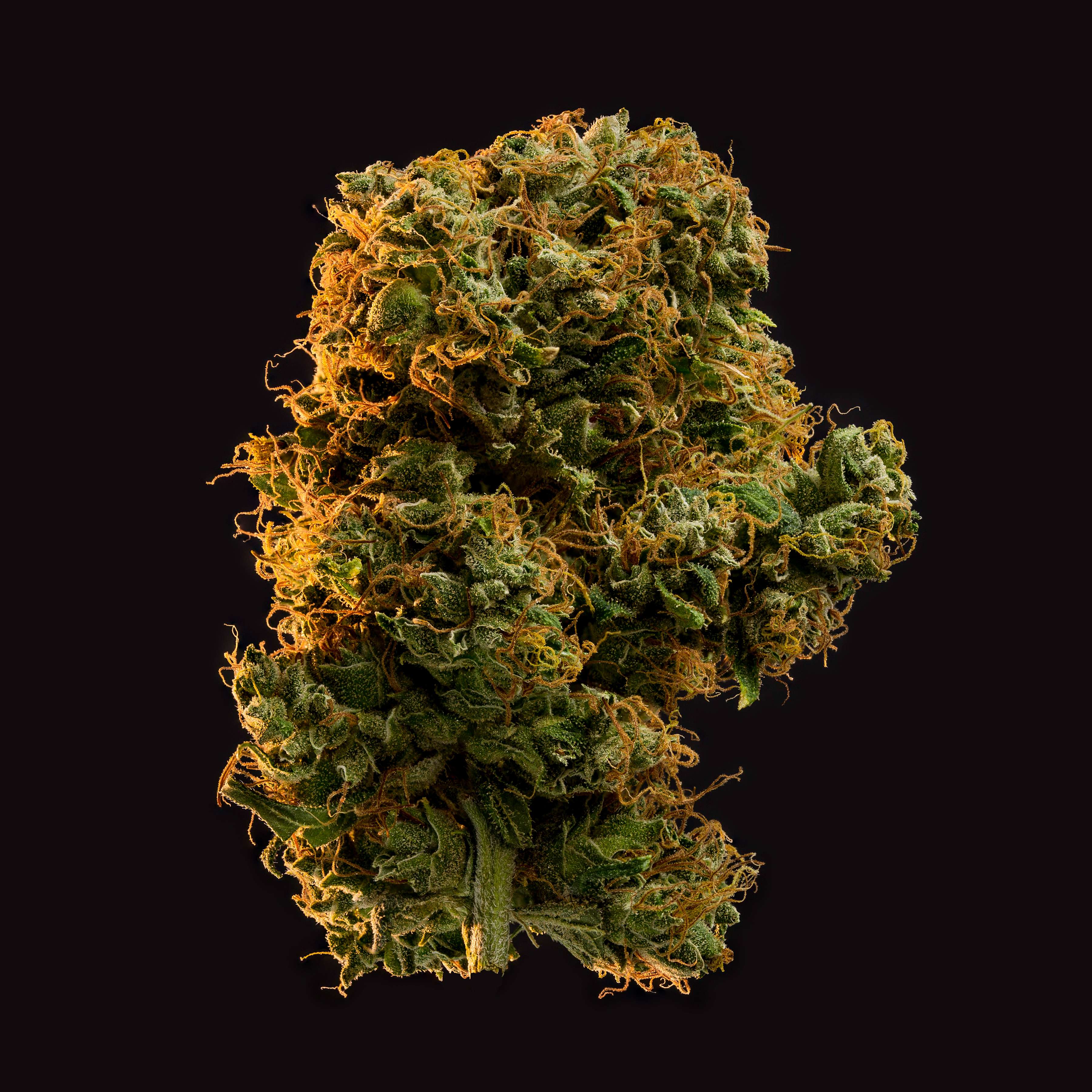 Product photography: Cannabis bud shots | Looney Bros. Photography