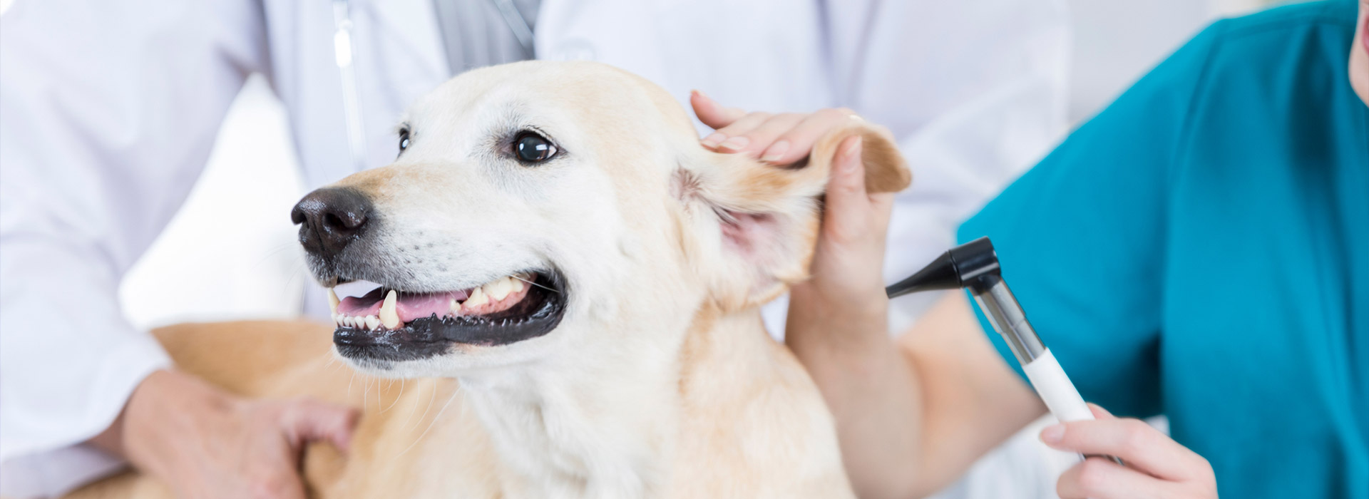 The Travelling Vet | Insights | Worldpay