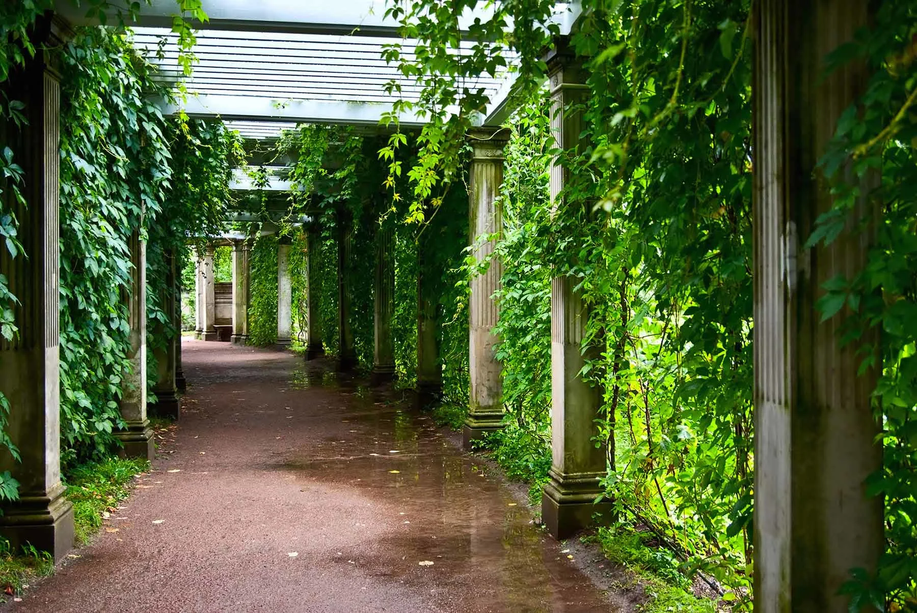 Outdoor Climbing Plants: A Guide To Creating Natural Shade