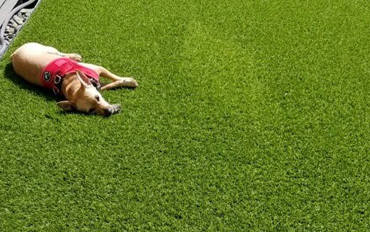 Pet-Friendly Turf from System Pavers