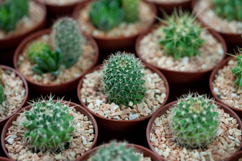 Incorporating 'Greenery', The Pantone Color Of The Year, Into Your ...