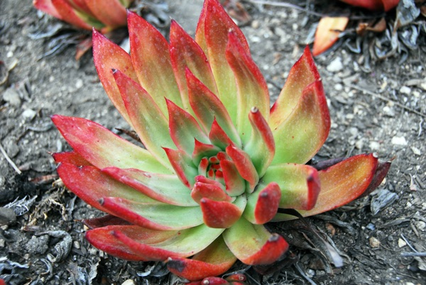 Using Low Water Plants To Add Color To Your Garden