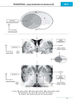 Anatomie du Système Nerveux Central : Apprentissage Intégral.