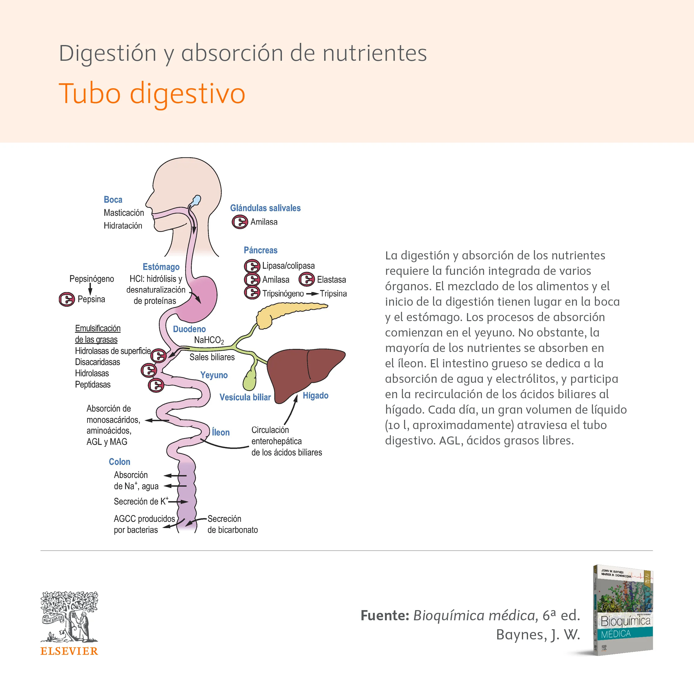 Digestión y absorción de nutrientes: tubo digestivo