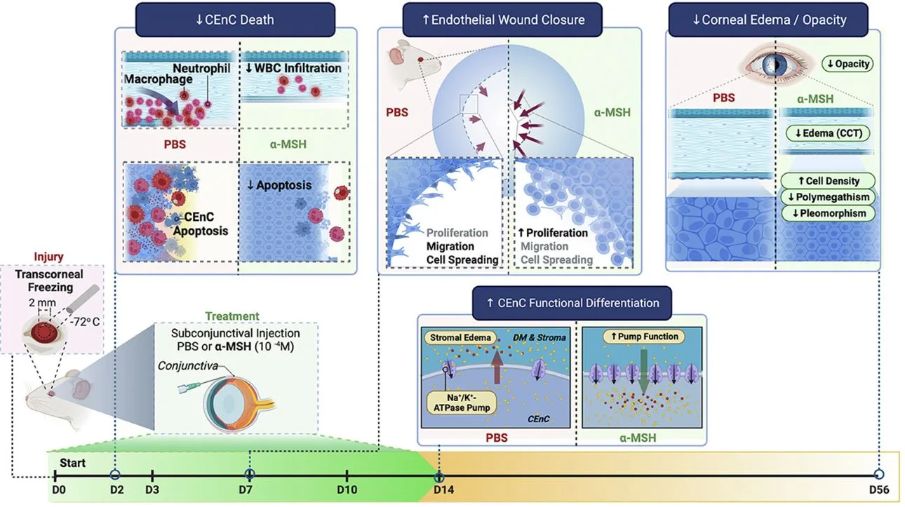 Pioneering study for treating corneal endothelial disease may reduce ...