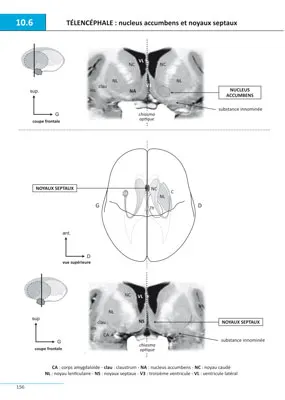 Anatomie du Système Nerveux Central : Apprentissage Intégral.