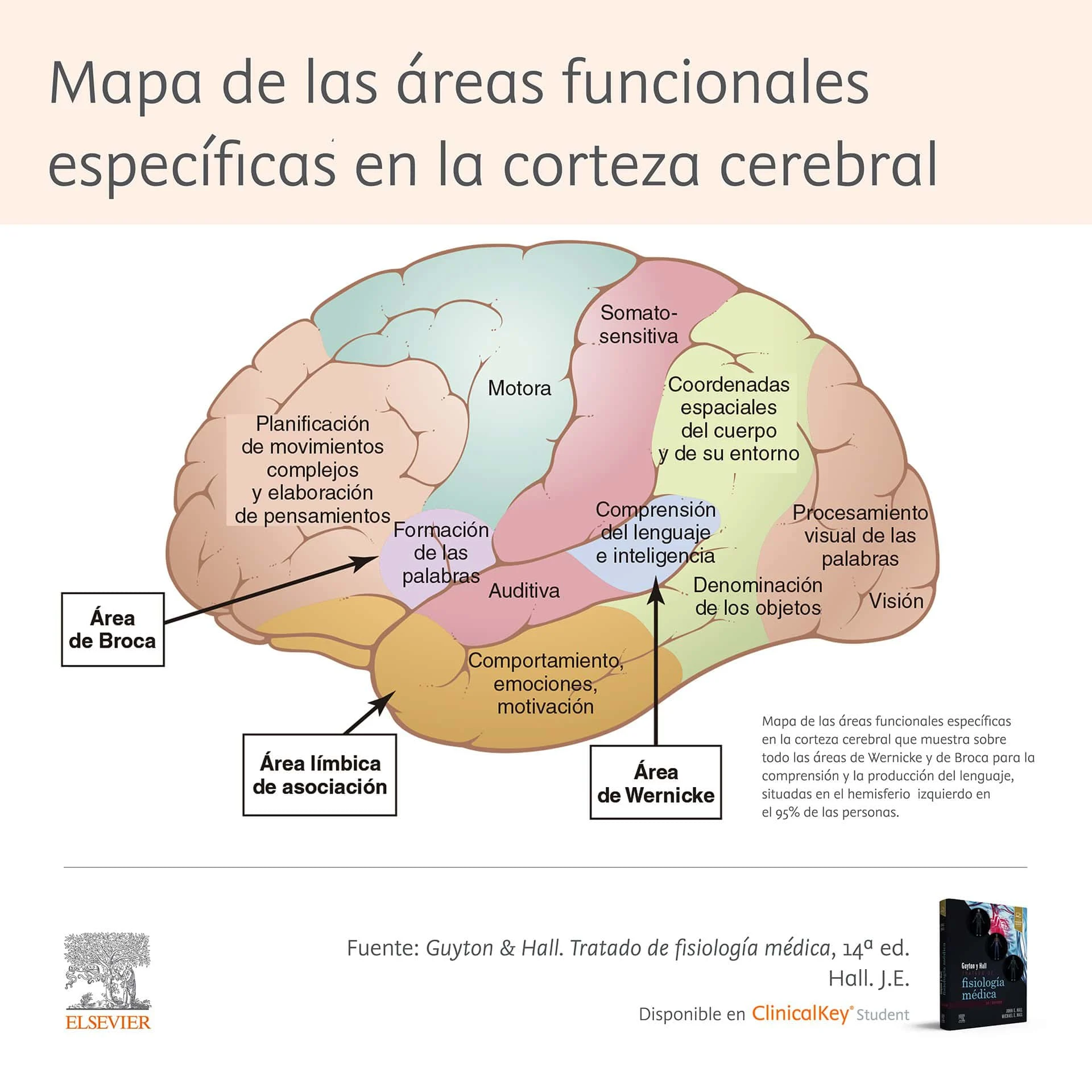 Áreas funcionales de la corteza cerebral humana