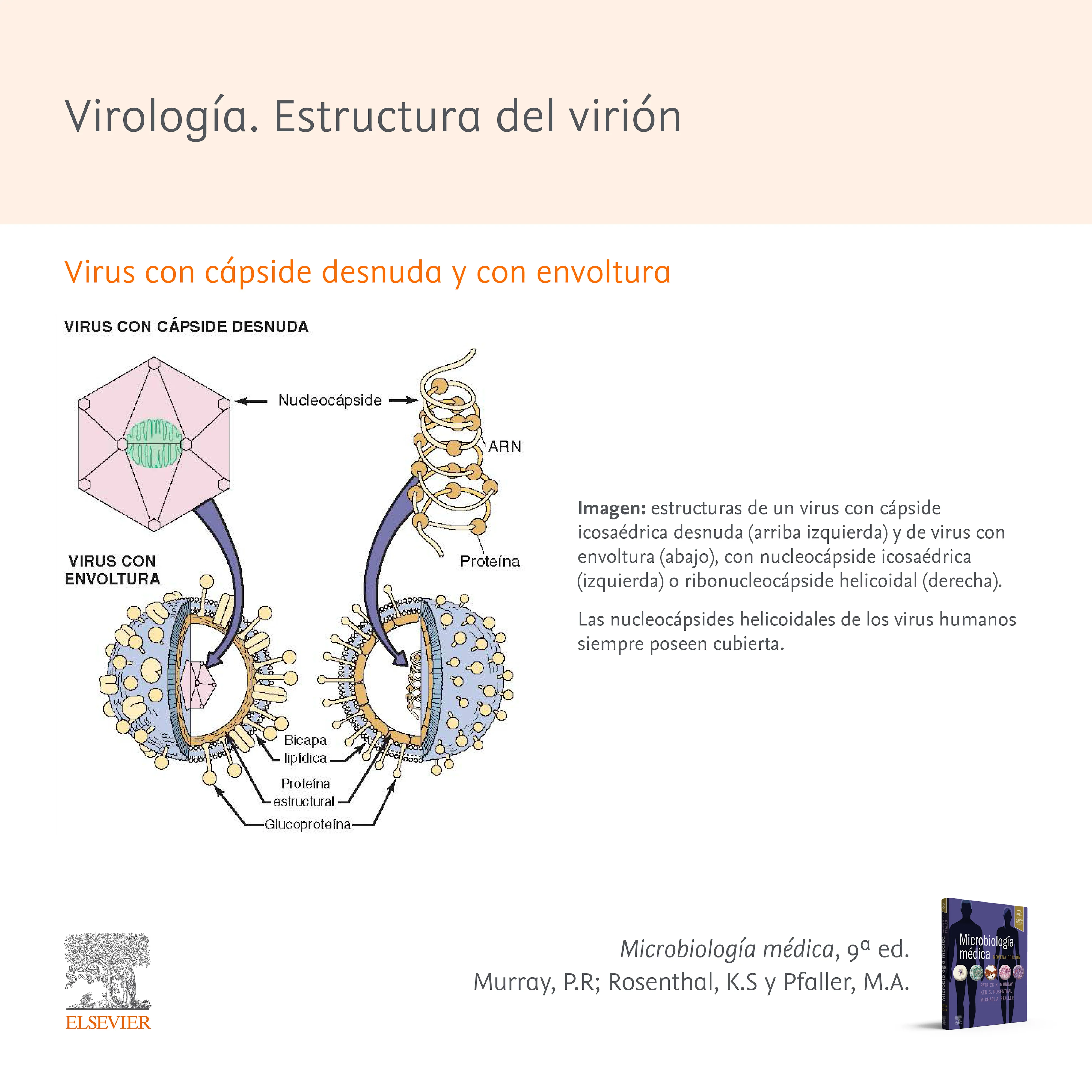 Explorando La Estructura Del Virión Microbiología Médica Como Guía