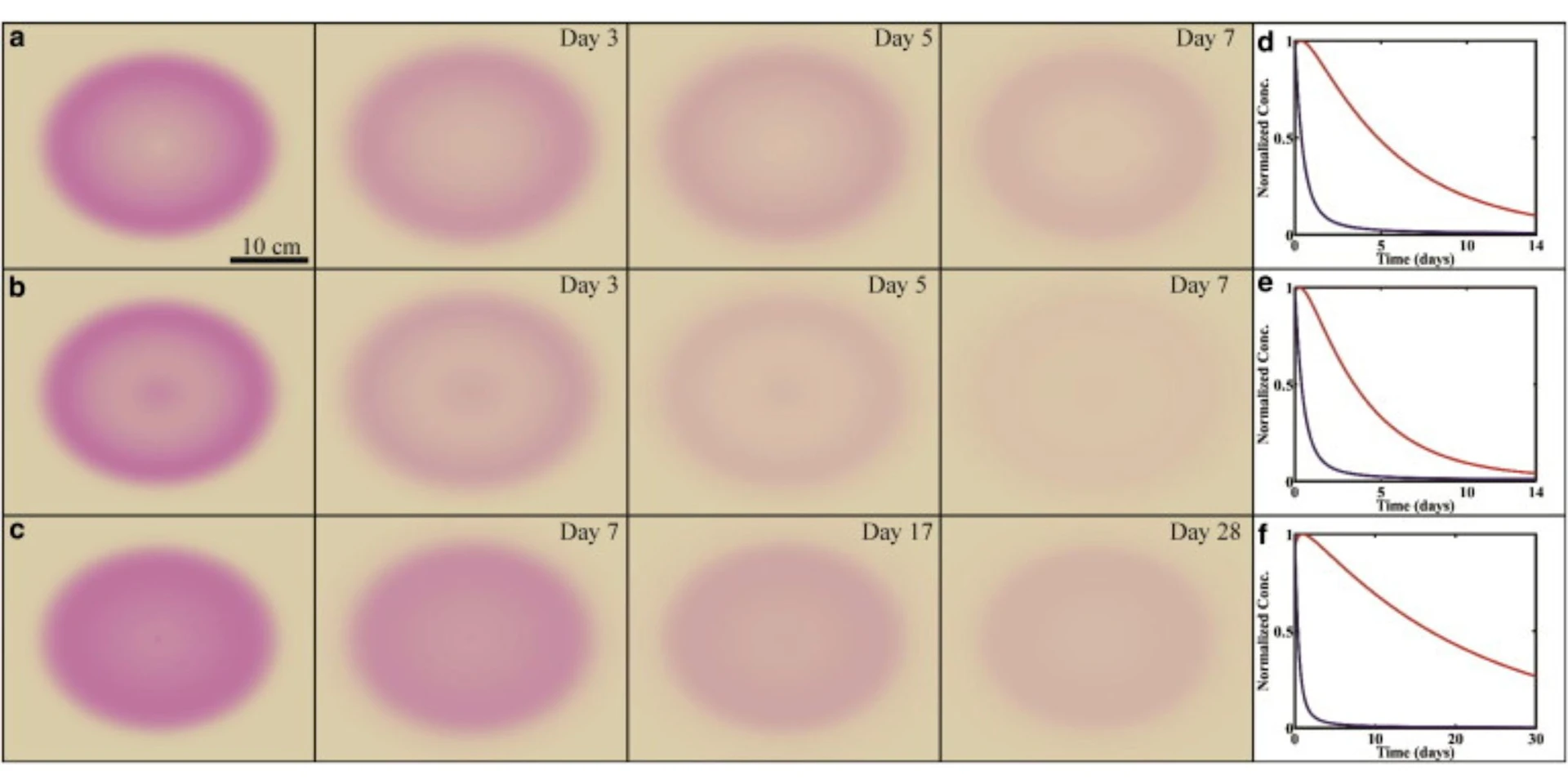 Appearance of Lyme disease rash can help predict how bacteria spreads ...