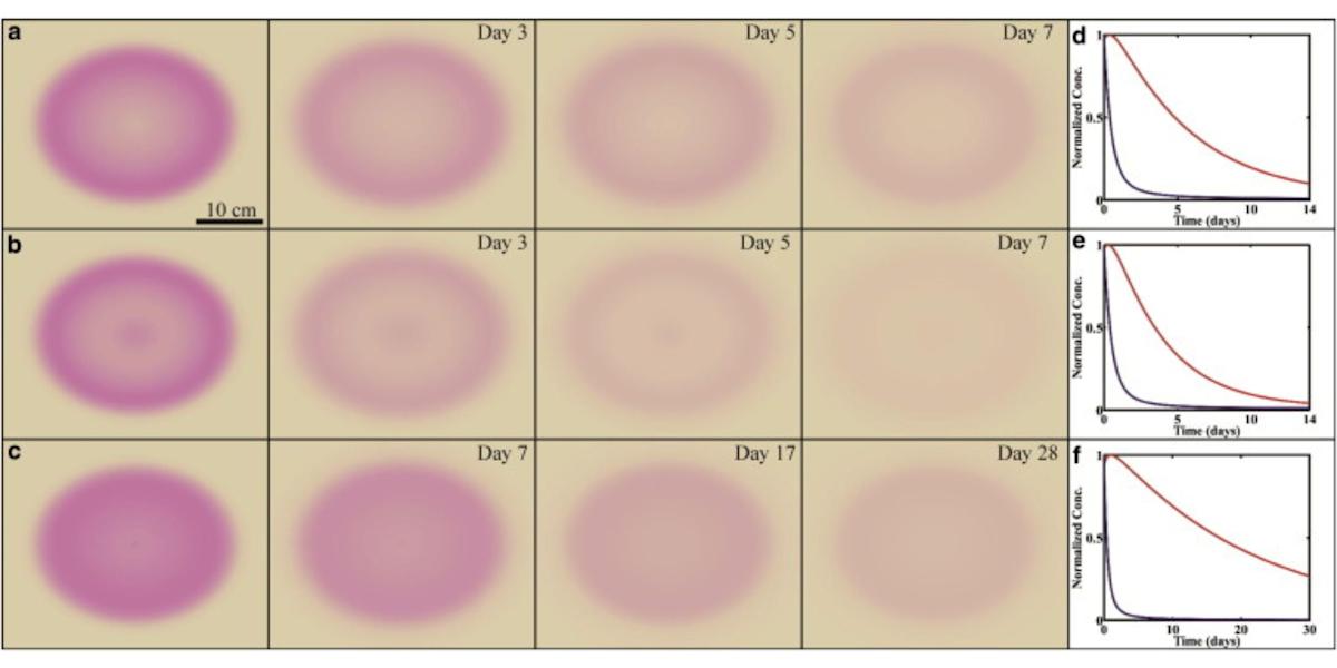 Appearance of Lyme disease rash can help predict how bacteria spreads ...