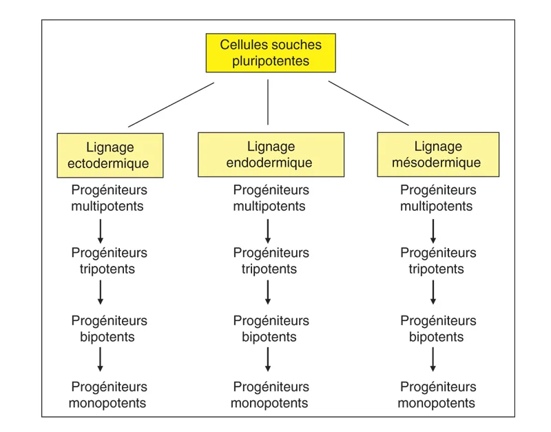 PACES UE 2 La cellule et les tissus : Prolifération-Différenciation