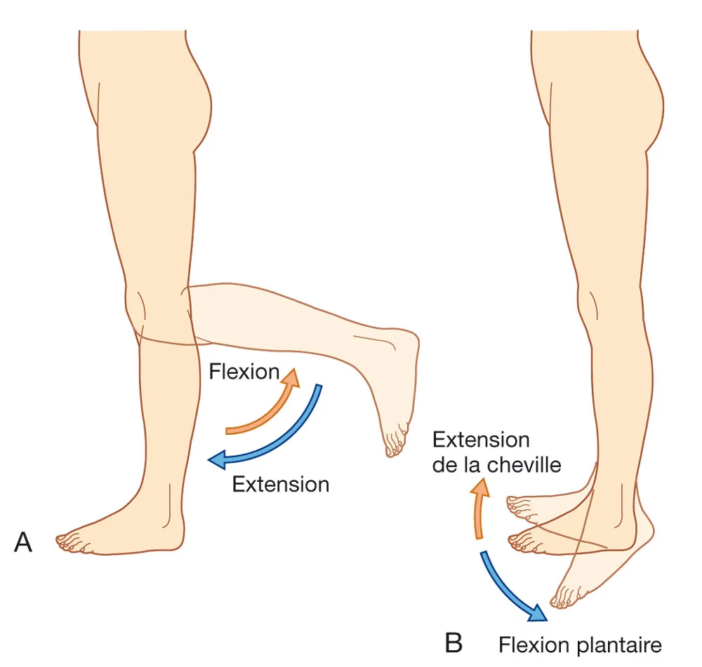 Membre inférieur, un extrait du Gray’s Anatomie – Les fondamentaux
