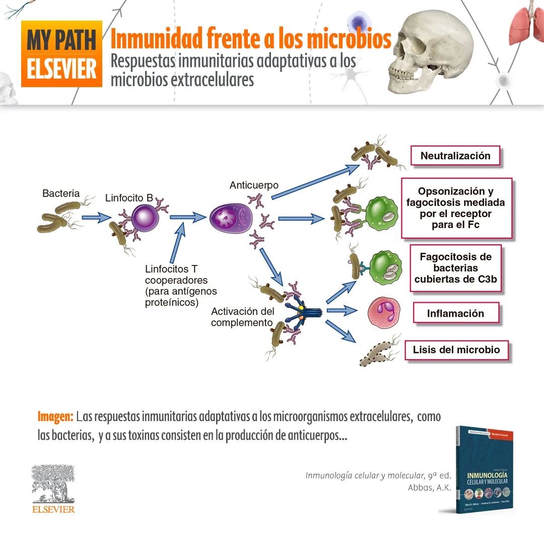 Inmunidad frente a los microbios