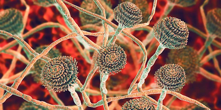 Finding new therapeutics in fungi