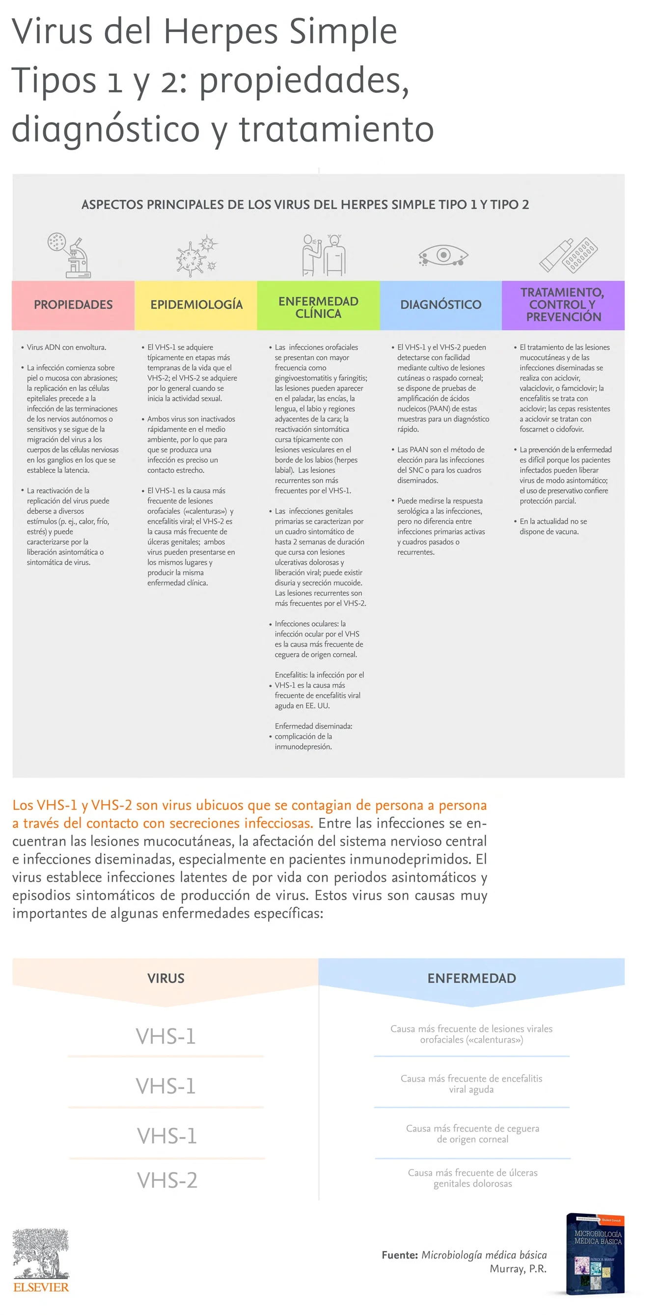 Virus del Herpes: Tipos, Transmisión y Síntomas.