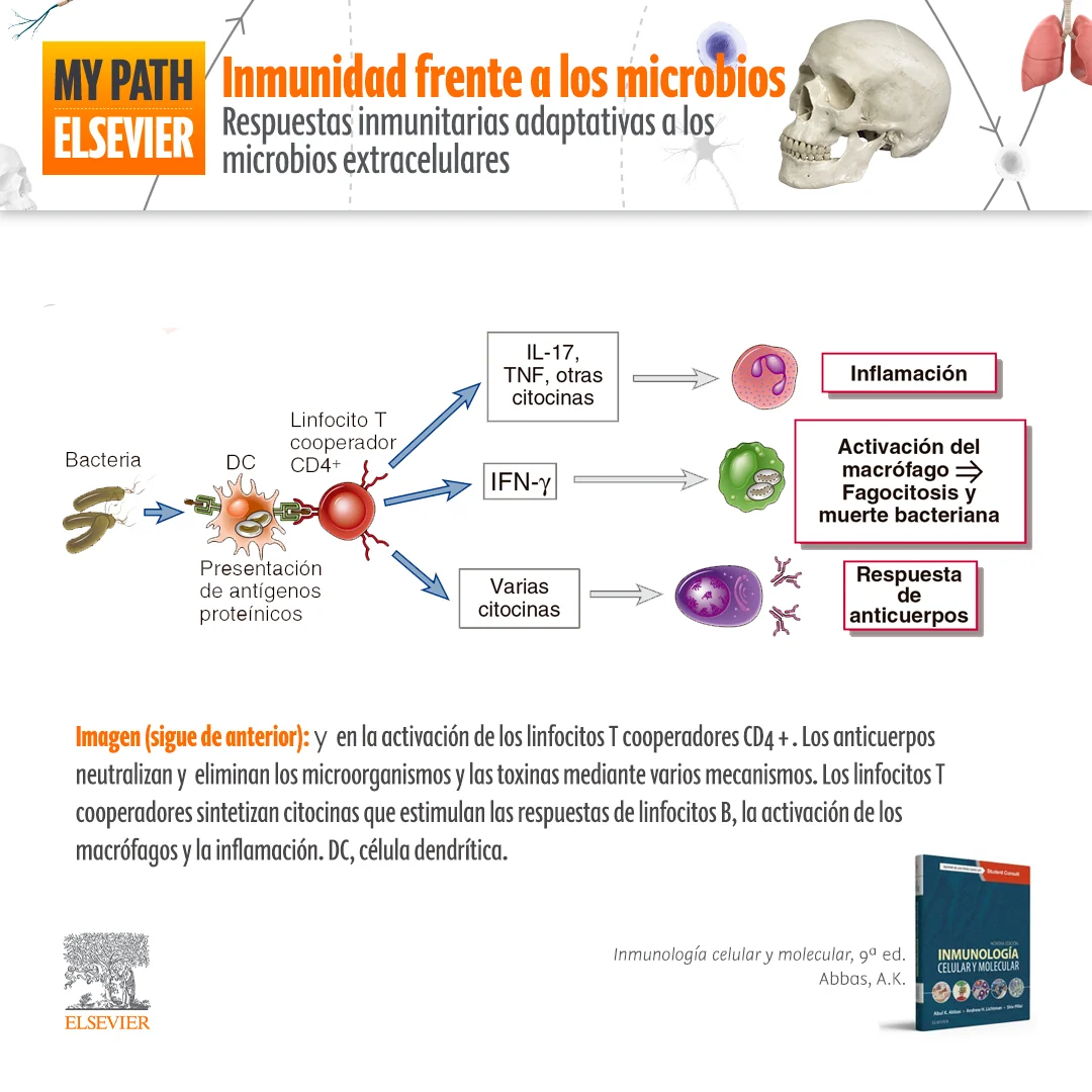 Inmunidad frente a los microbios