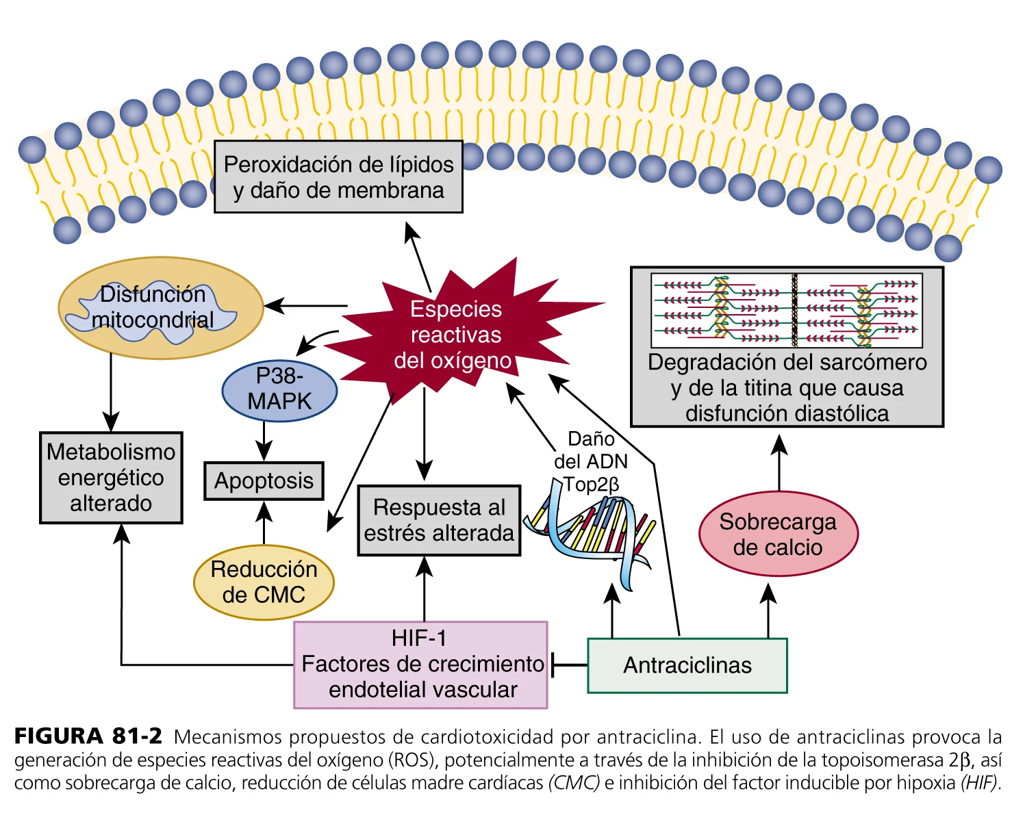 Dr. Douglas P. Zipes: La clave del éxito del Braunwald. Tratado de ...