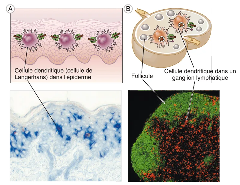 Les bases de l'immunologie fondamentale et clinique