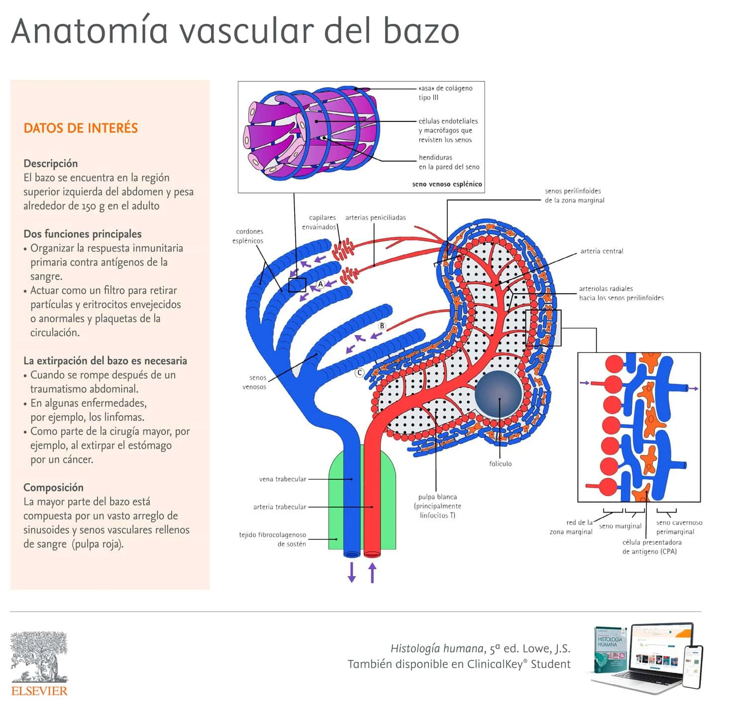 Apuntes de Histología. Anatomía vascular del bazo