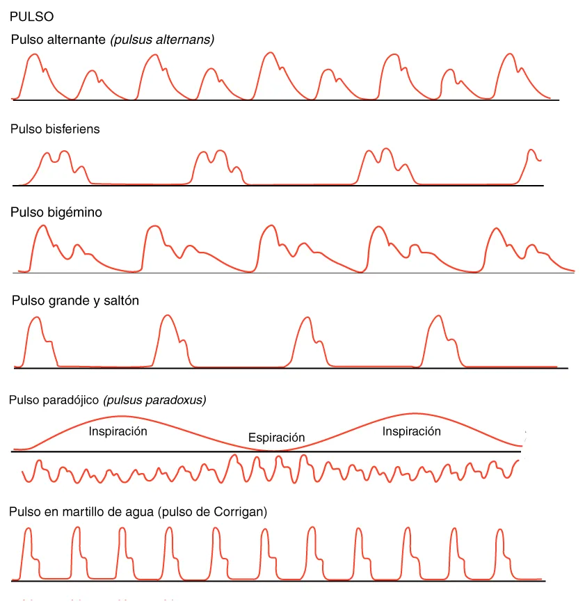 Palpación de los puntos arteriales y anomalías del pulso