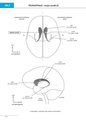 Anatomie du Système Nerveux Central : Apprentissage Intégral.