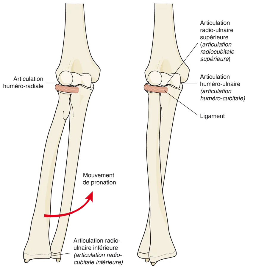 Anatomie Physiologie dans la collection LES CAHIERS INFIRMIERS
