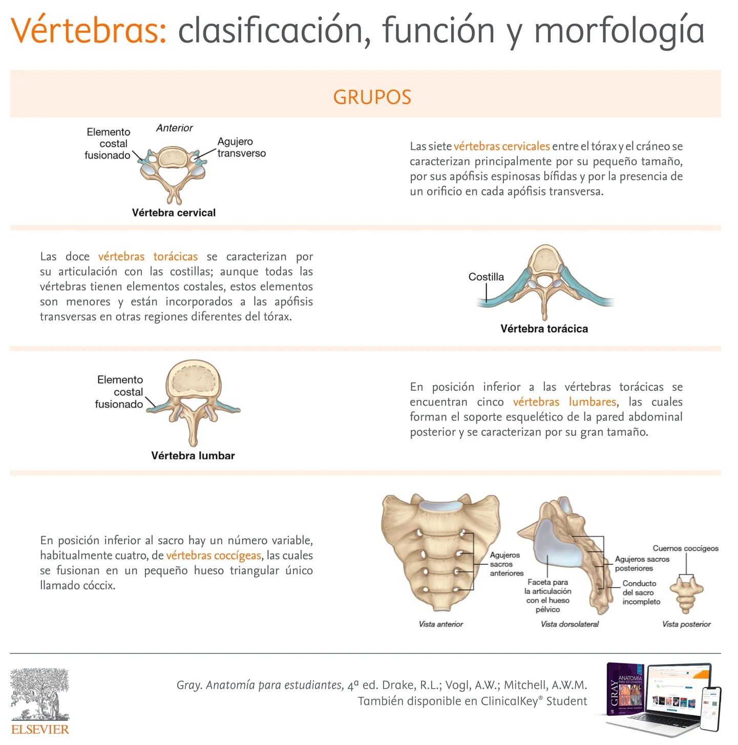 Vértebras: clasificación, función y morfología