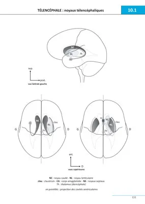 Anatomie du Système Nerveux Central : Apprentissage Intégral.