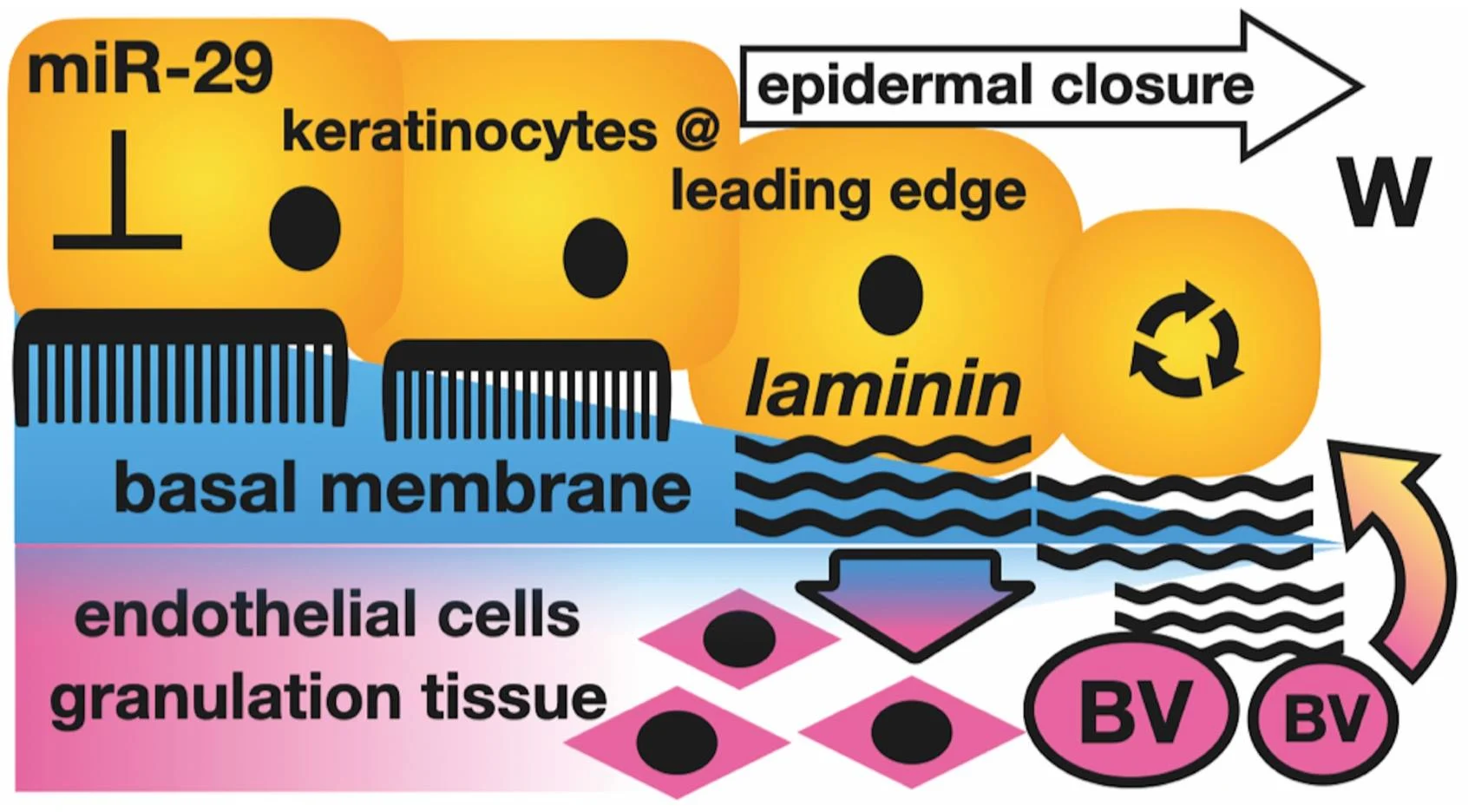 Small RNAs take on the big task of helping skin wounds heal better and ...