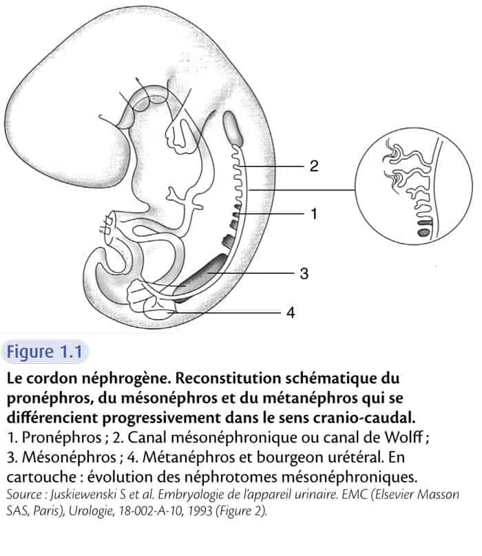 DFGSM 2-3 Reins et voies urinaires – Appareil génital masculin