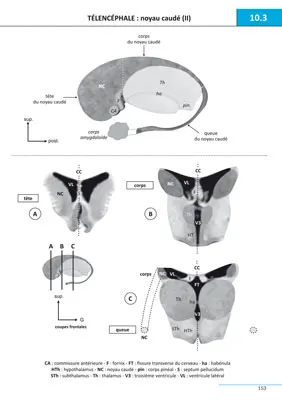Anatomie du Système Nerveux Central : Apprentissage Intégral.