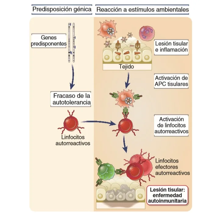 Mecanismos de la autoinmunidad