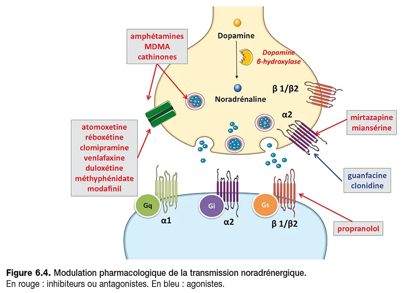 Pharmacologie du système noradrénergique