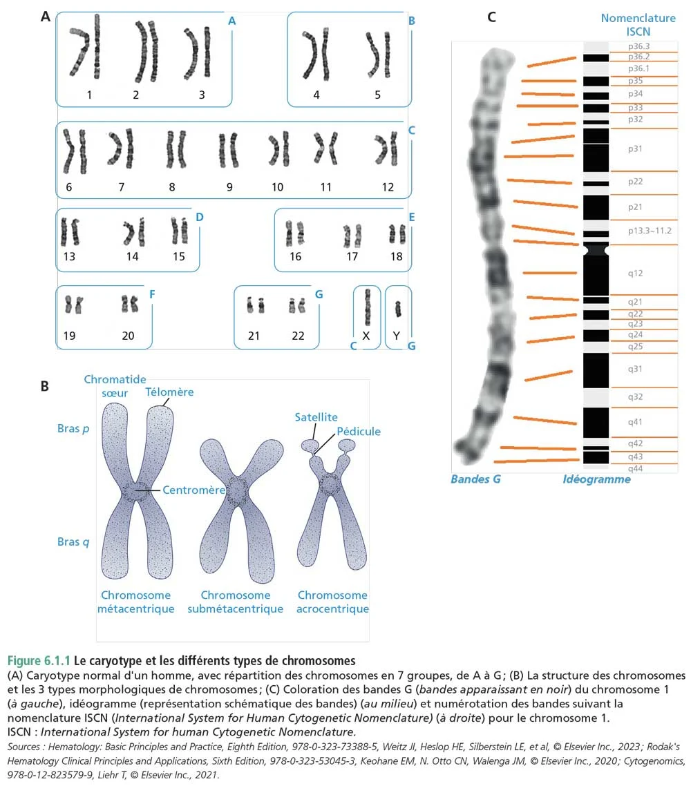 Les fiches pour réussir l'internat en pharmacie