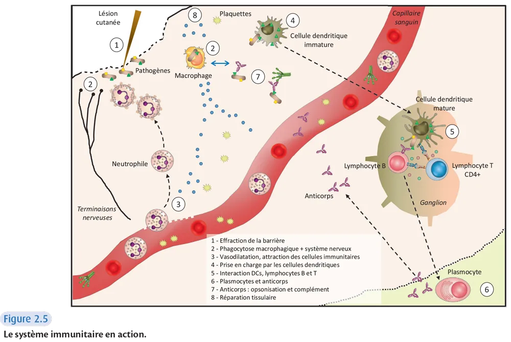 DFGSM 2 3 Immunologie fondamentale et immunopathologie