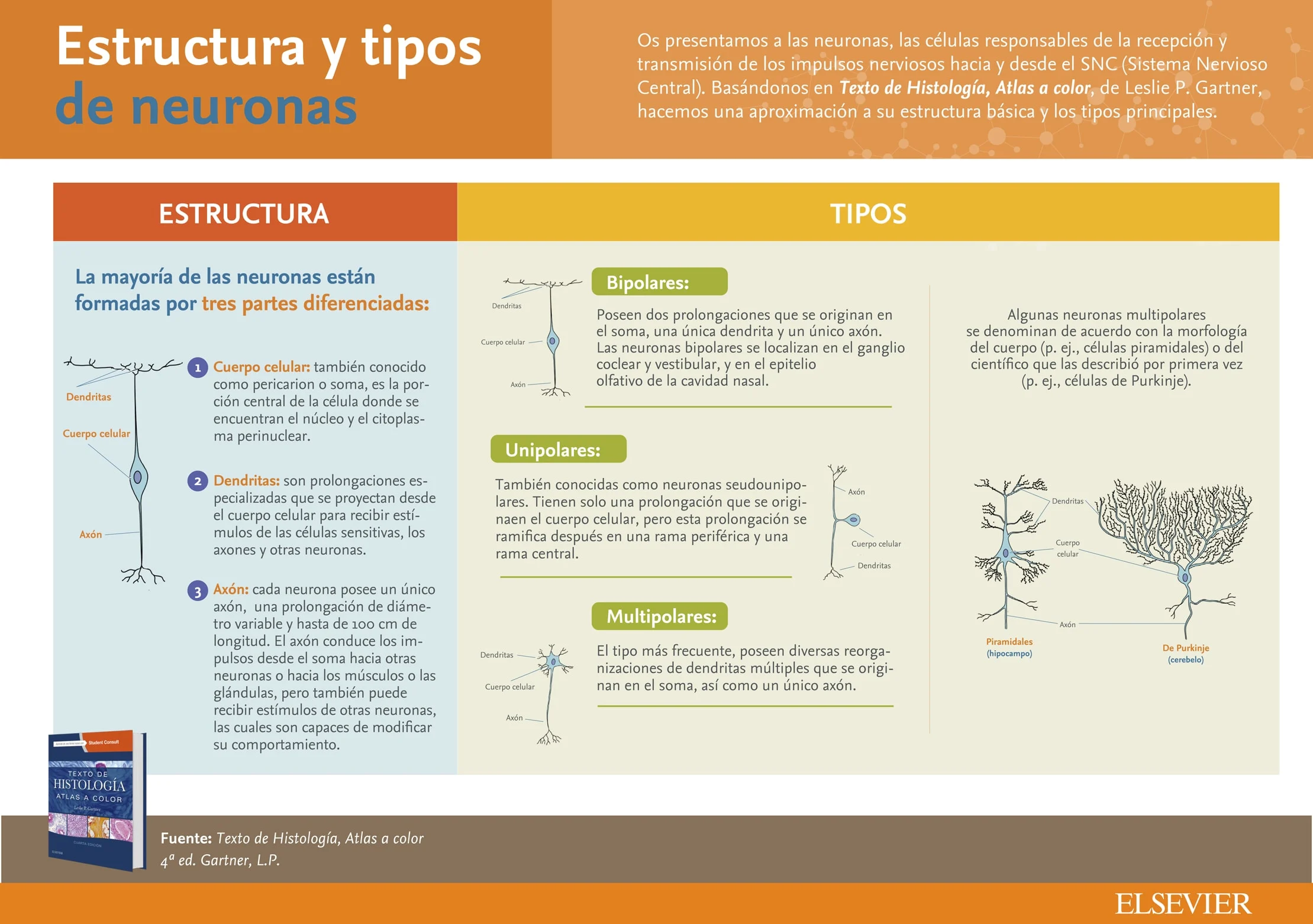 Neuronas: Estructura y Función en el Sistema Nervioso.