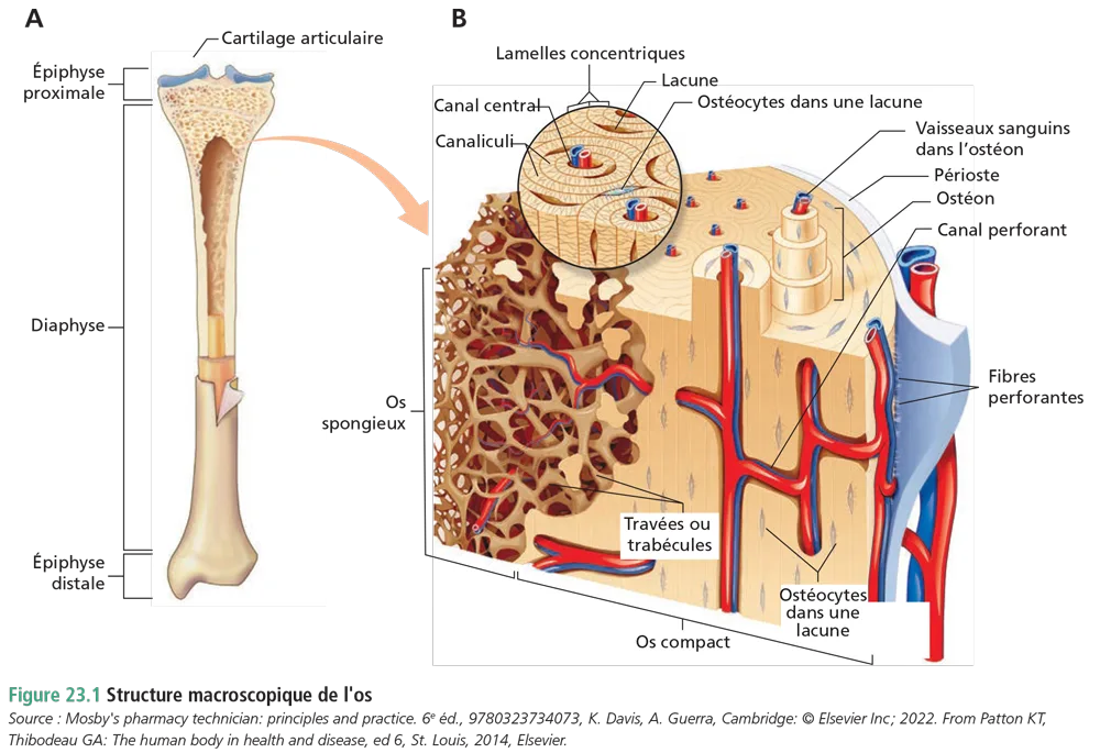 Internat Pharmacie : Biochimie - Physiologie - Physiopathologie
