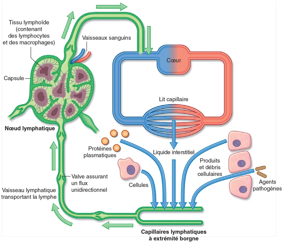 Anatomie et physiologie normales et pathologiques