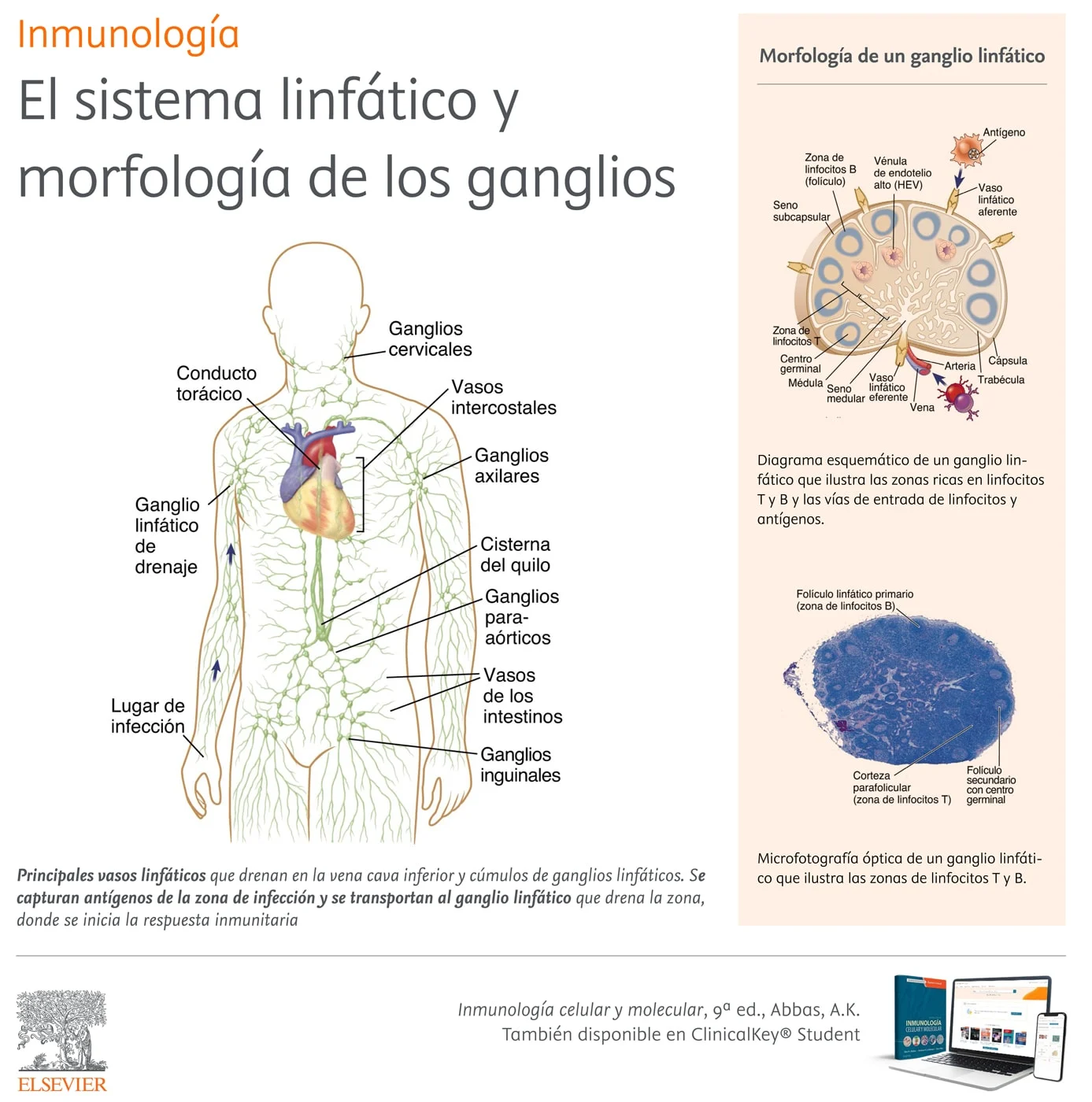 Sistema Linfático: Vasos y Ganglios en Inmunología.
