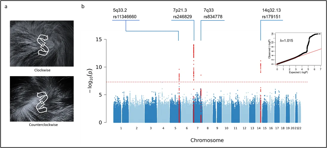 Having a bad hair day? Blame your genes! | Elsevier
